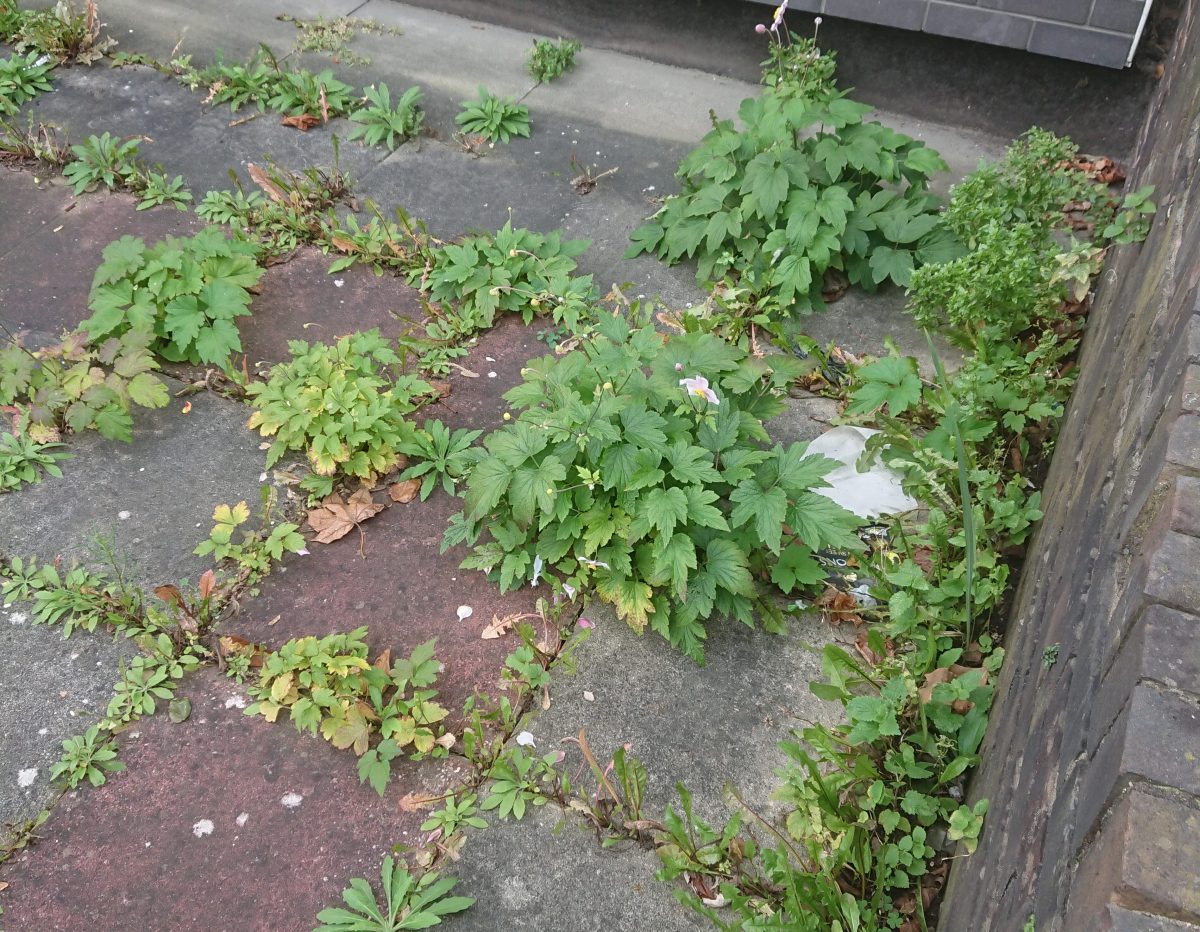 Wildflower hour special on Pavement Plants – More than Weeds