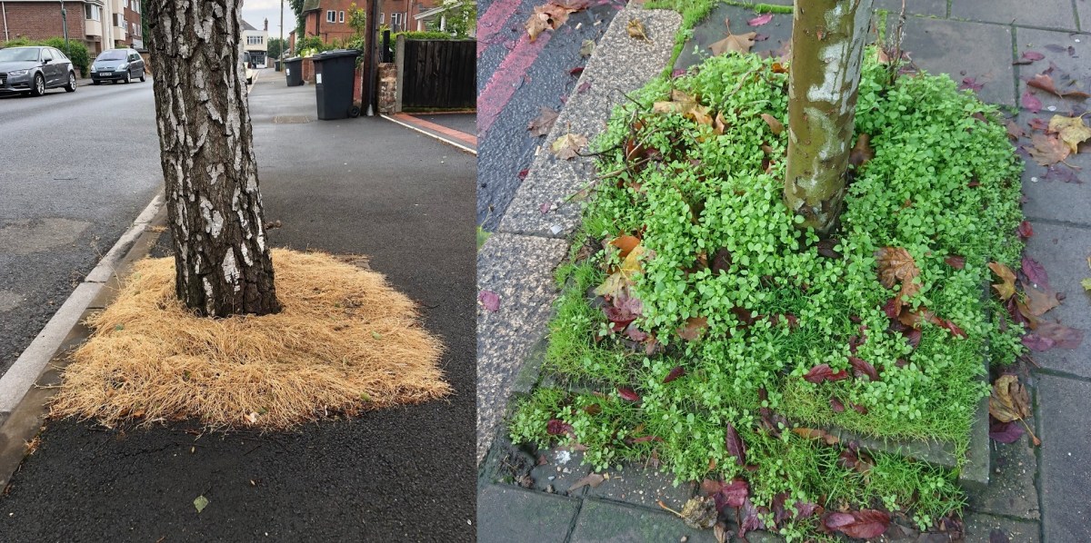 Tree pits: plants vs glyphosate – More than Weeds